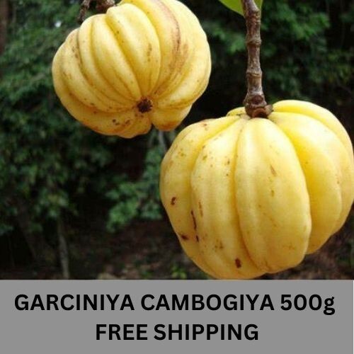 Goraka Garcinia Ceylon Dried Cambogia Organic Natural Quality Healthy ...