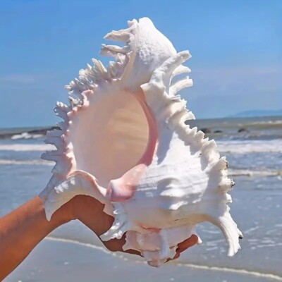 Large White Murex Ramosus Natural Conch Seashell Rare Real Aquarium 7 ...