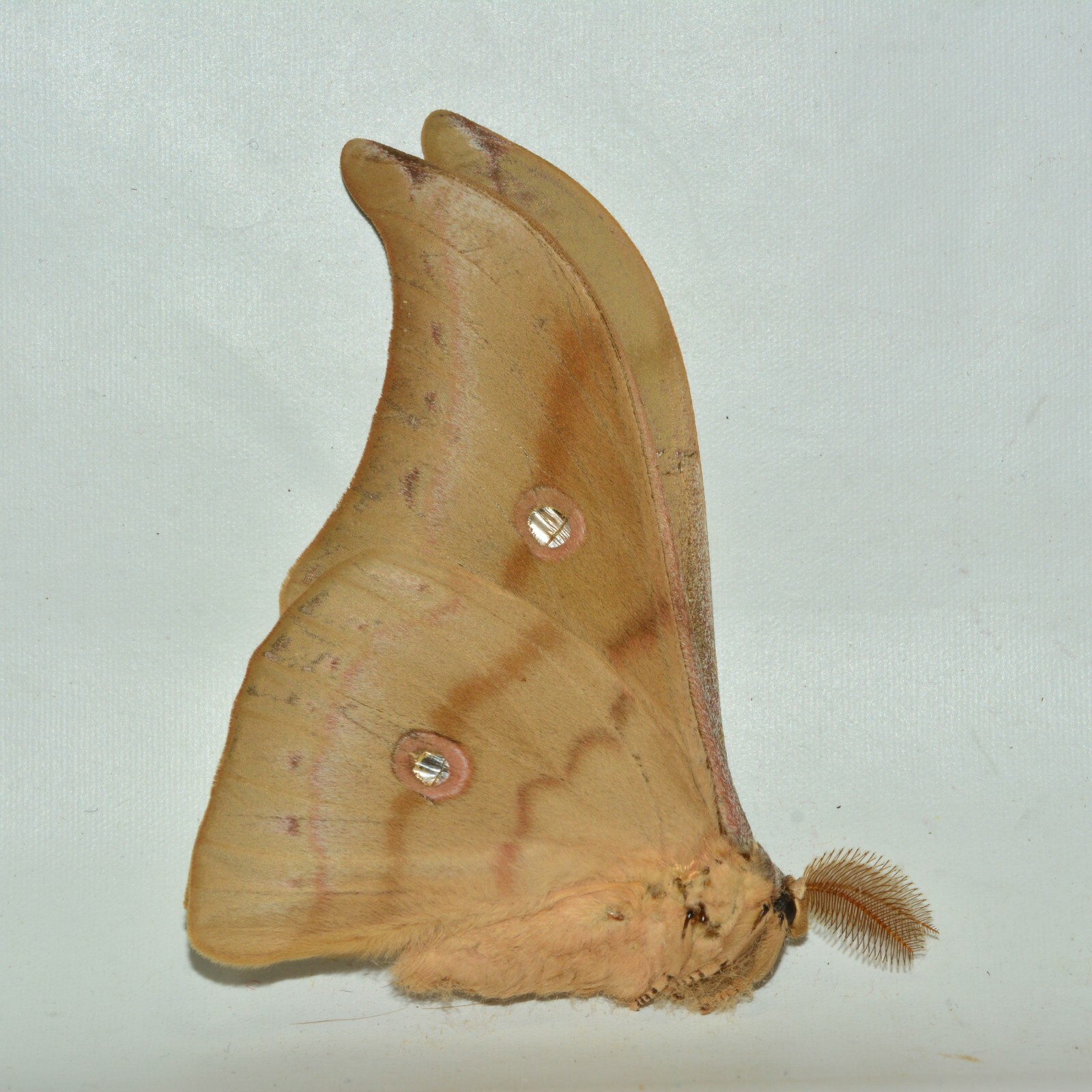 Unmounted Silk Moth - Antheraea roylei male - China. - ships from USA ...