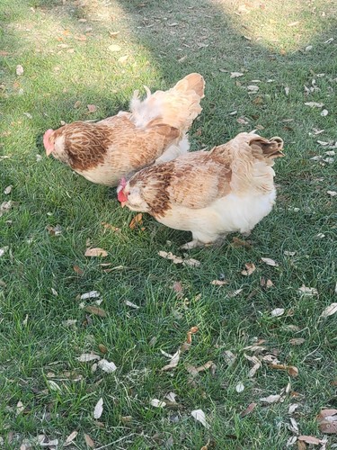 12 Fresh & Fertilized Barnyard Mix Hatching Eggs - Ayam Cemani Roosters ...