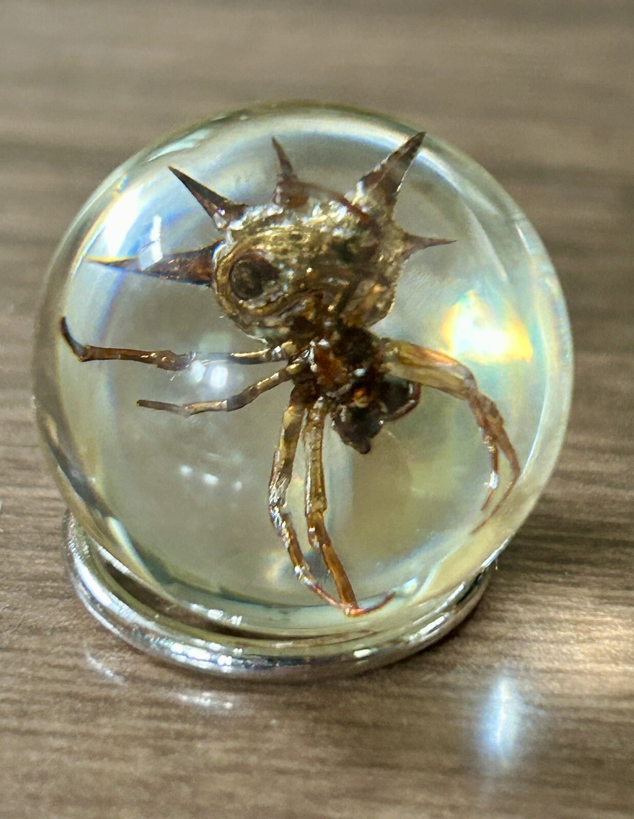 Spider Marble Spiny Spider Specimen Rein Orb Insects | eBay