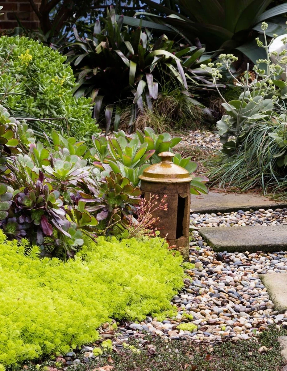 Golden Creeping Sedum