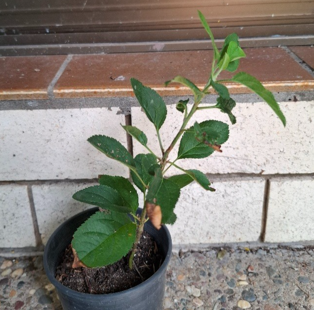 ENVY APPLE TREE (PLANT)--15cm Tall | eBay Australia