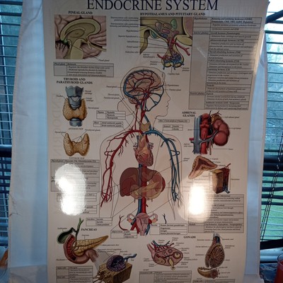 Endocrine System New Vistas Endocrine System Liquescences Dolans