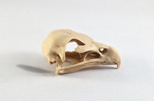 Replica animal skull Golden Eagle bird ornament taxidermy | eBay