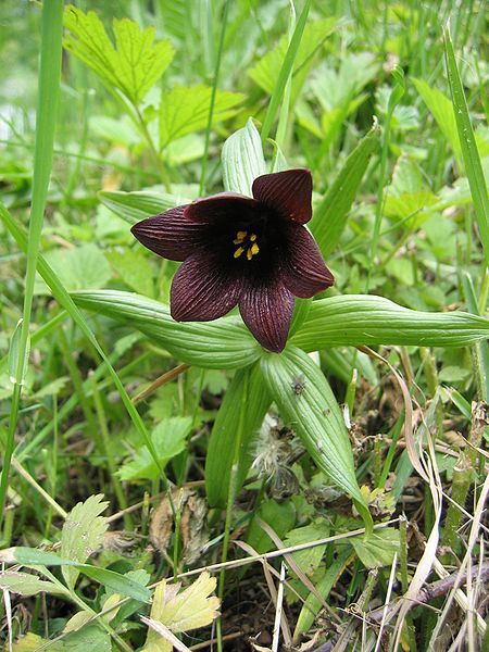 10 CHOCOLATE LILY Black Kamchatka Brown Fritillaria Camschatcensis ...