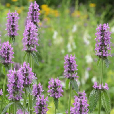 Wood Betony Seeds (Stachys officinalis) ~Traditional Herb Pollinator ...