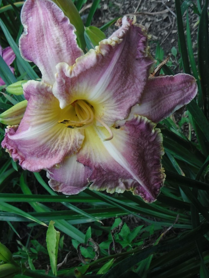 Hemerocallis Daylily seeds 25+ Hybridizer mix | eBay