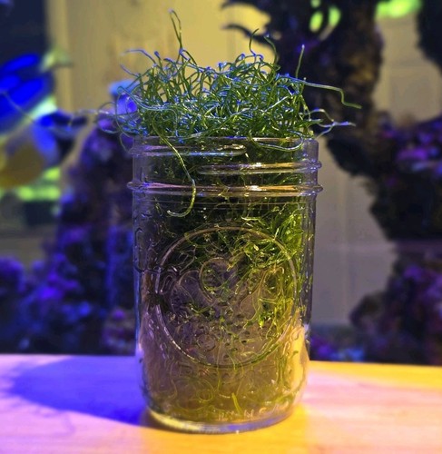 8oz Live Chaeto Macro Algea For Refugeum Saltwater Reef Tank Aquarium ...