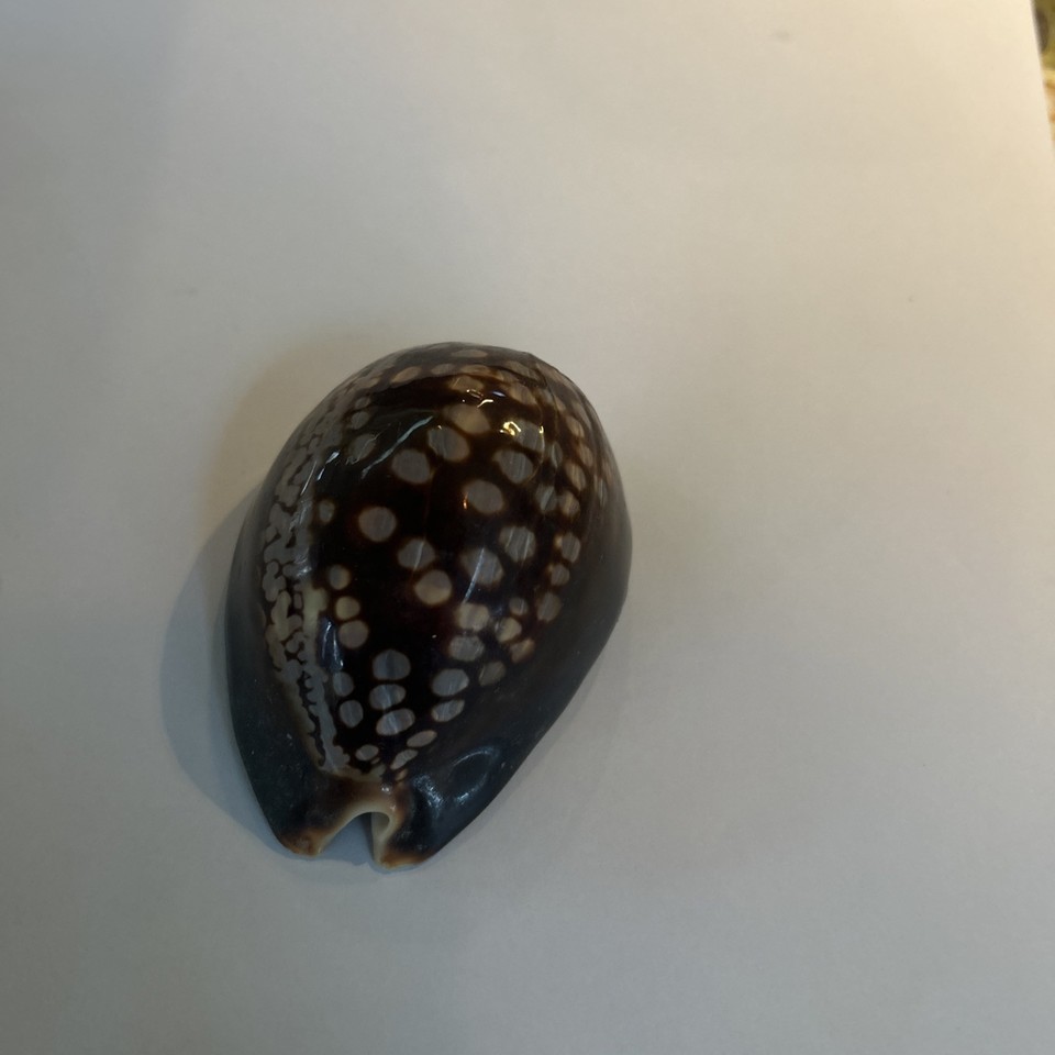 Hawaiian Humpback Cowrie Seashell Cypraea Mauritiana Beautiful | eBay