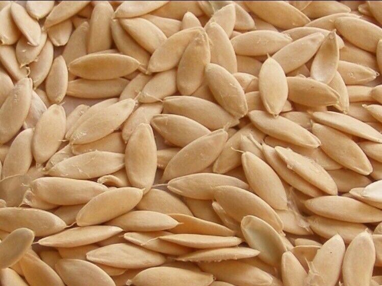 Cucumber Seed 20PCS Seeds Cucumbers Cuke Cucumis Sativus Organic Bulk ...