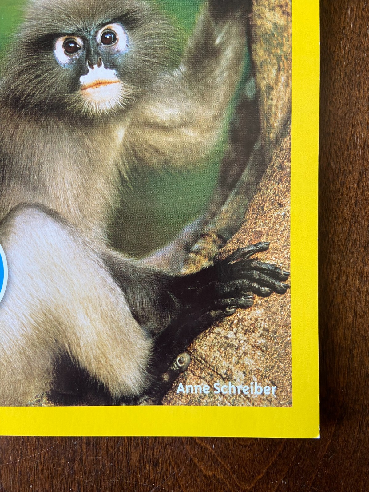 National Geographic Kids Reader MONKEYS Level 2 by Anne Schreiber 2013 ...