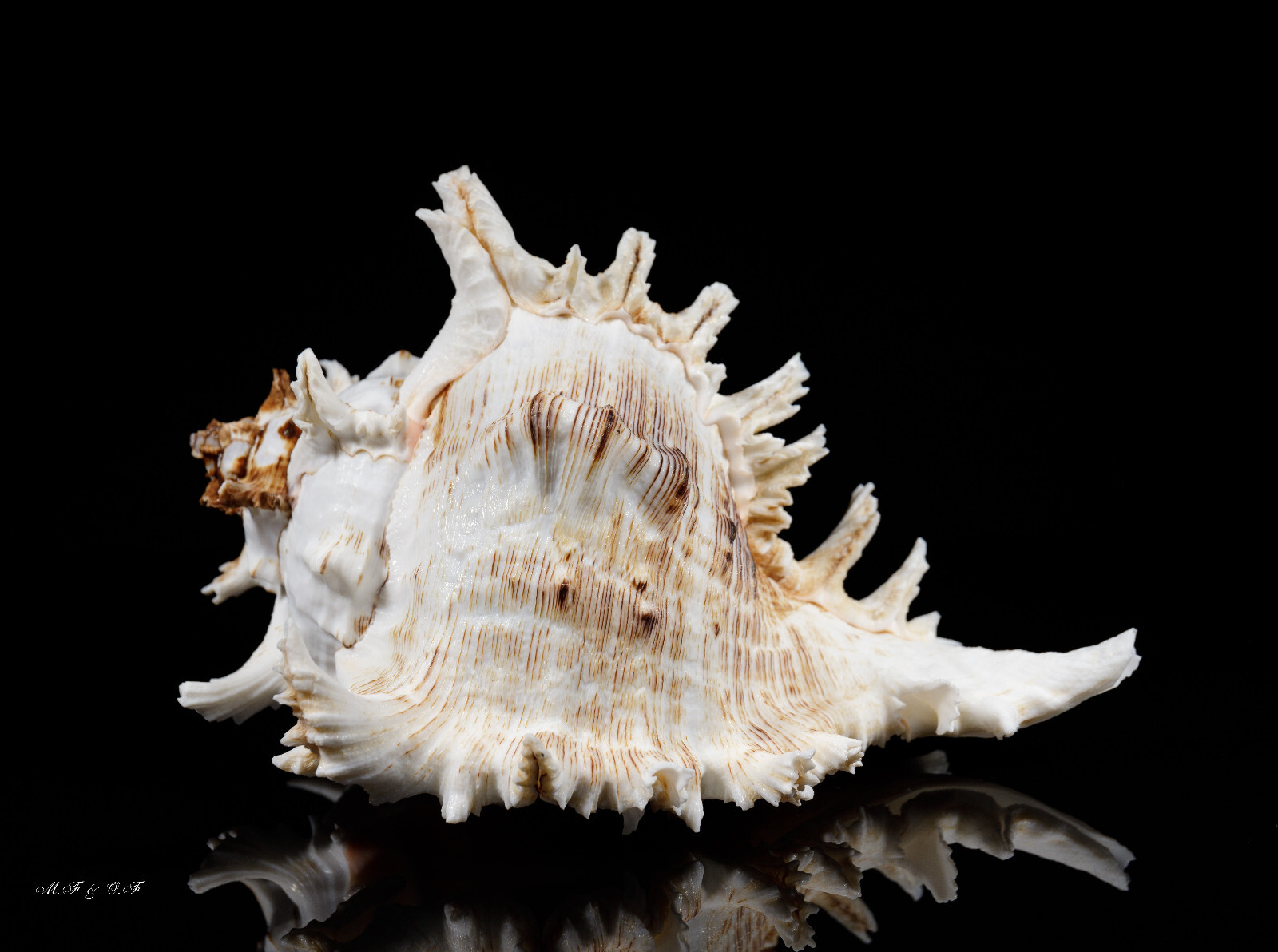 Murex ramosus, Muricidae 213mm, Operculum, Philippinen | eBay