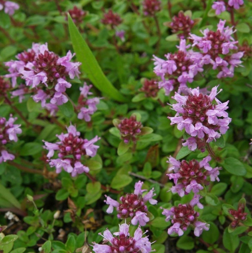 LEMON THYME 50 Seeds thymus pulegioides BROAD-LEAVED culinary medicinal ...