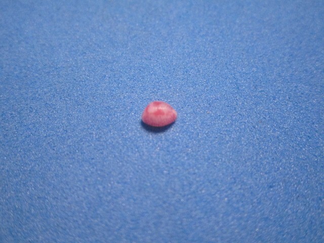 Trivia exigua (Gray,1831) "HAWAIIAN ISLANDS; DARK-PINK!" (3.7mm) | eBay