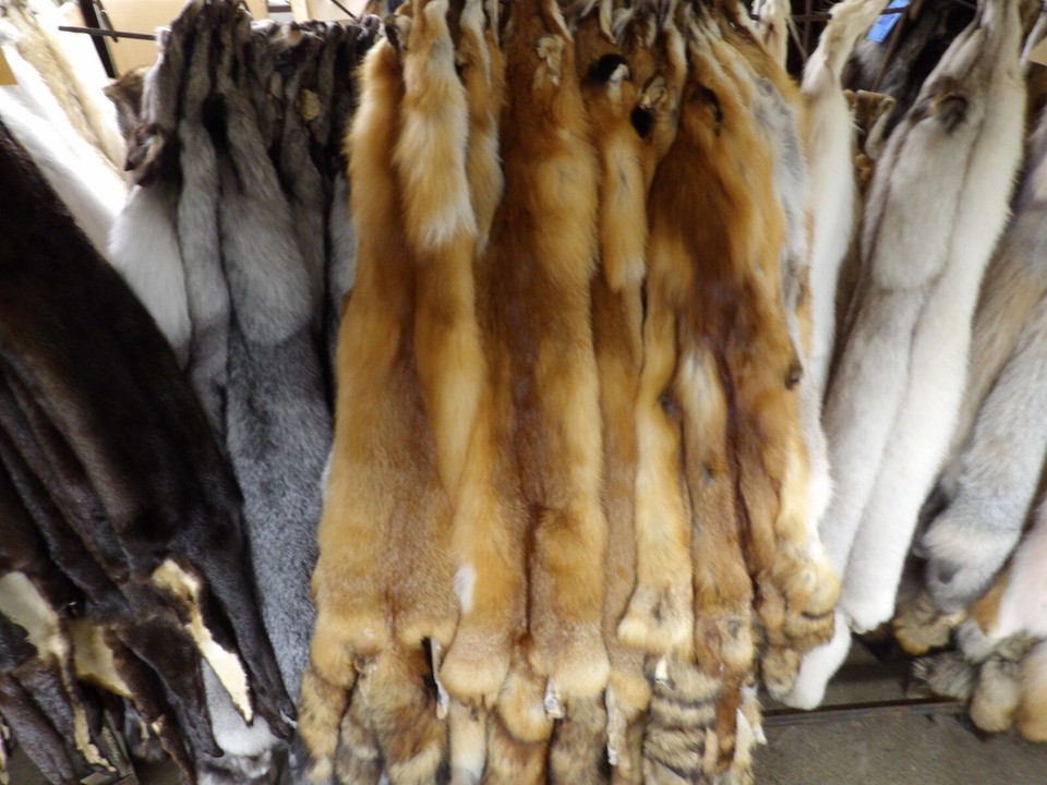 Tanned Red Fox Hides/Furs/Trapping/Taxidermy/Crafts/Freshly tanned/USA ...