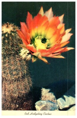 Red Hedgehog Cactus Known As The Texas Rainbow Cactus Cactus Postcard ...