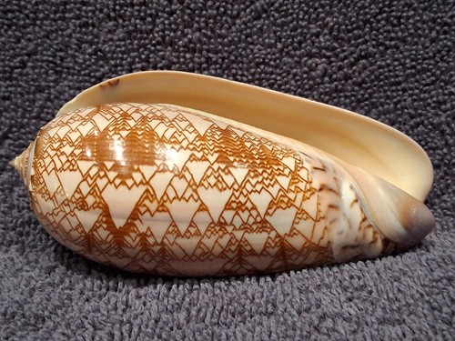 Olivia Porphyria, Tent Olive Seashell | eBay