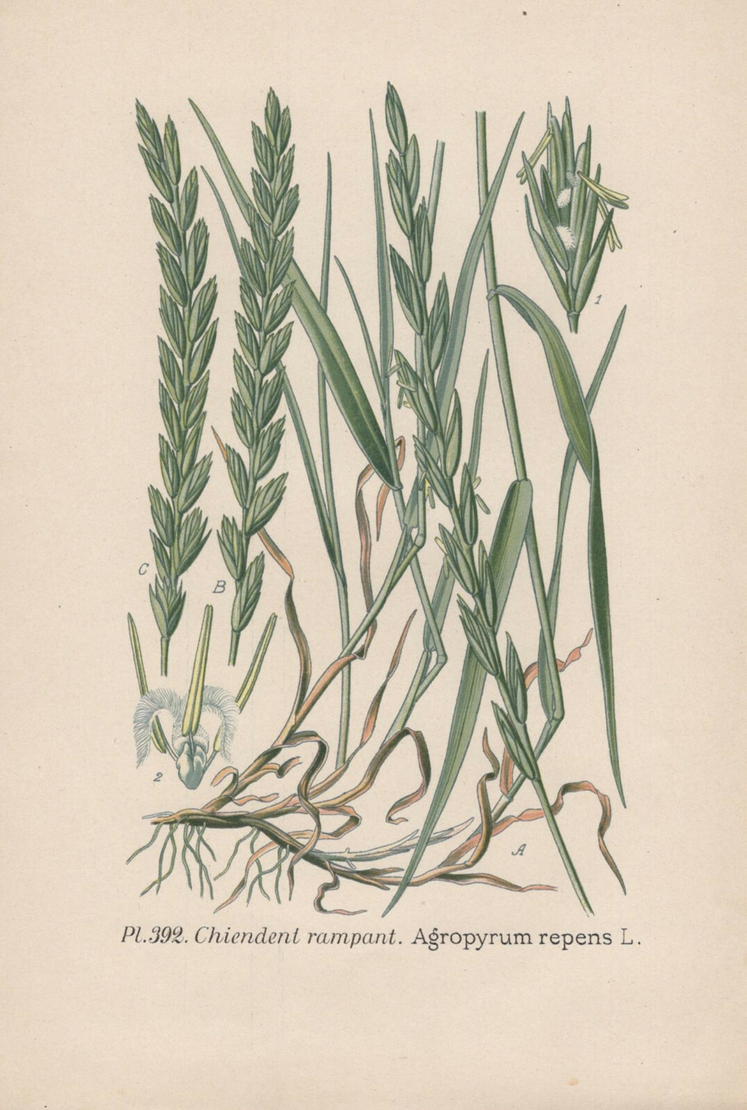 Kriech-Quecke (Agropyron Repens) Chromo-Lithographie From 1891 | eBay