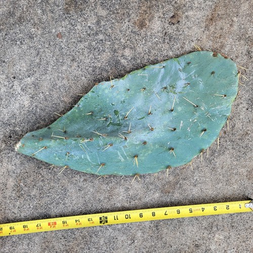 One 17" PRICKLY PEAR CACTUS - OPUNTIA 'FRUIT PUNCH' VAR ALTA Bright Red ...