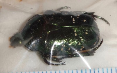 Protaetia inquinata Taiwan #Z6 Flower Beetle Insect Cetoniid | eBay