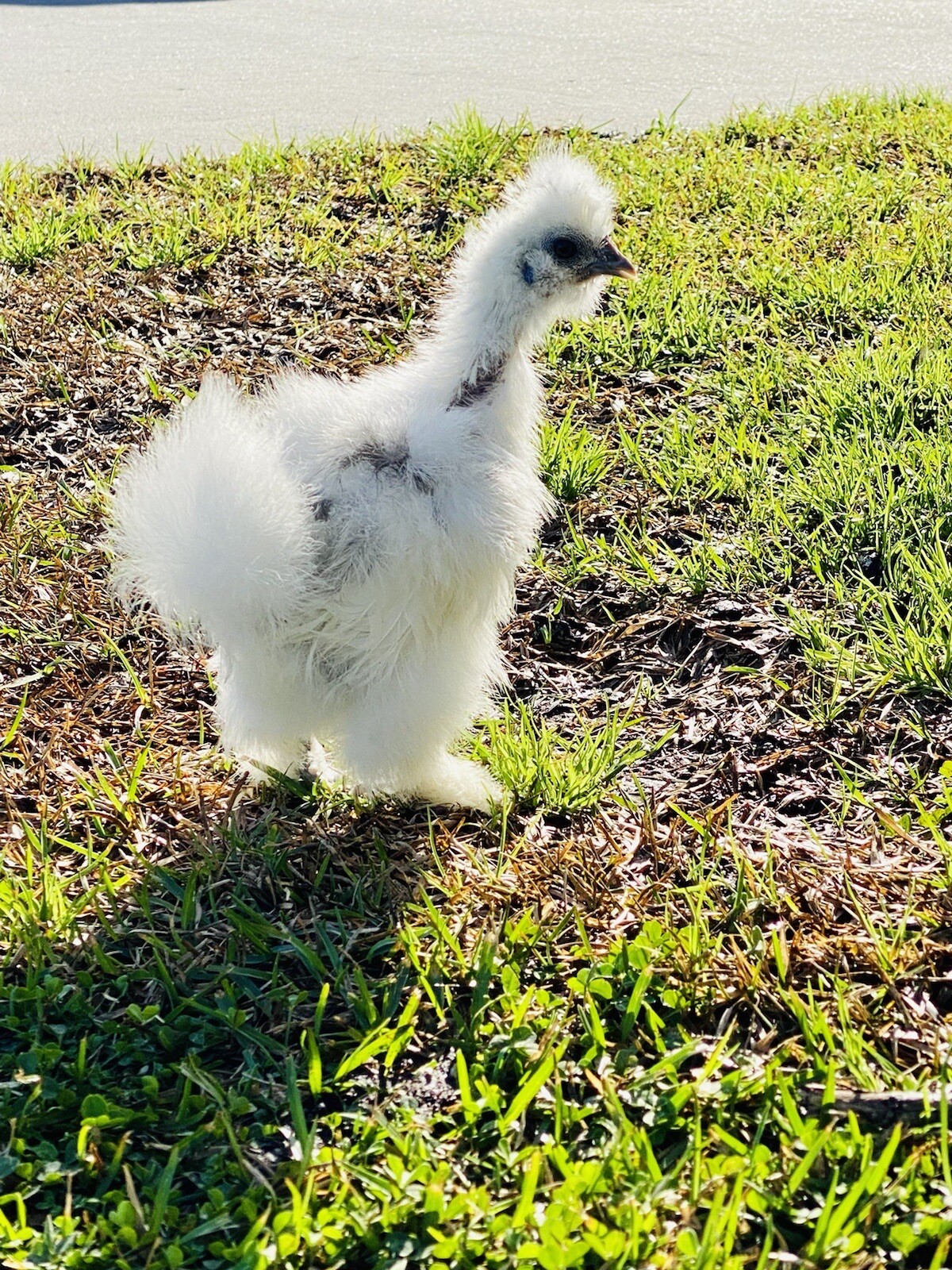 4 Show Quality Silkie Chicken Hatching Eggs,all Colors,Bearded ...
