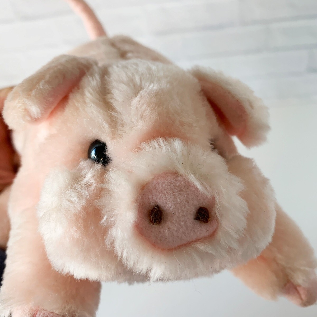 The Pigs Curly Tail