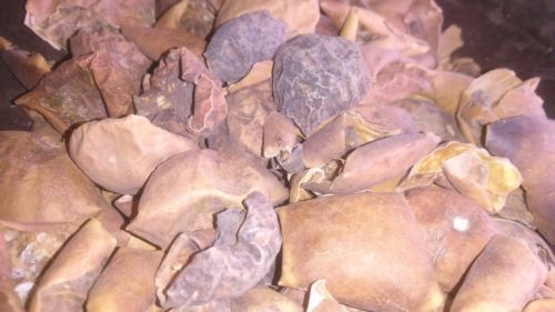 Colocynth bitter apple Indrayan gudumba fruit desert gourd vine of ...