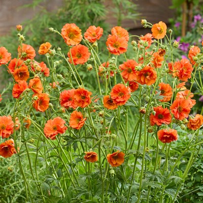 Geum Tropical Tempest Avens Hardy Perennial Vibrant Orange Garden Plant ...