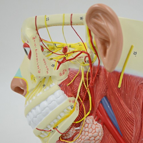 Nerves of Head Skull and five sense organs cosmetic plastic nerve model ...
