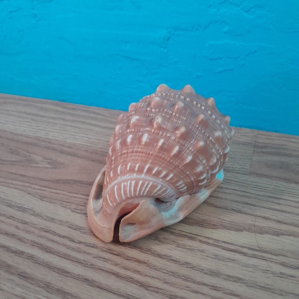 BIG ORANGE STRIPED BULLS MOUTH HELMUT CONCH SEA SHELL | eBay