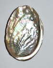 Natural Rainbow Abalone Shell Polished Seashell Fish Tank Aquarium Home ...