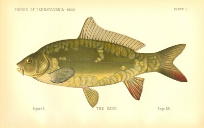 1889 Vintage Denton Fish Print ~ First Edition ~ The Carp Plate I | eBay