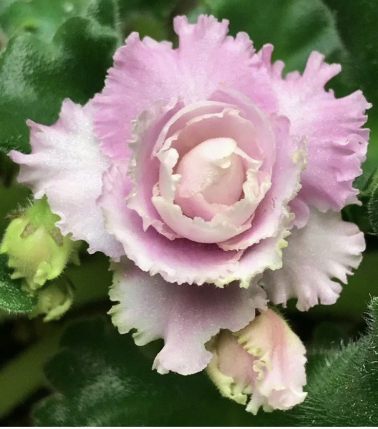 African Violet plant. Jessica. Large Starter plant. Unusual blooms ...