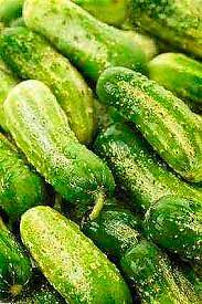 Chicago pickling cucumber | eBay