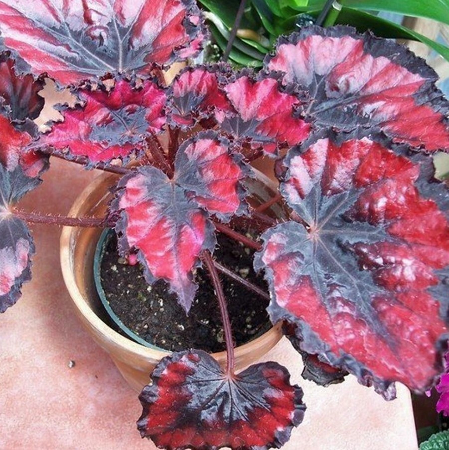 Begonia Red Robin Live Plant - 4-6" Tall - Ship No Pot - Deep Red ...