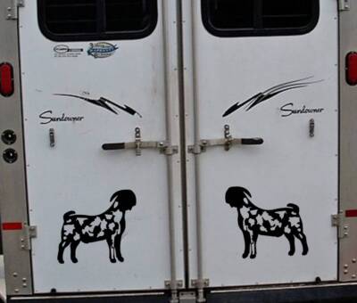 Dapple Boer Goat Sticker Mirrored Decals OS 187 12" window decal | eBay