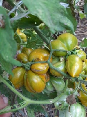 Phil’s Two Tomato - Voyage Tomato - 10+ Graines - Graines - Semillas ...