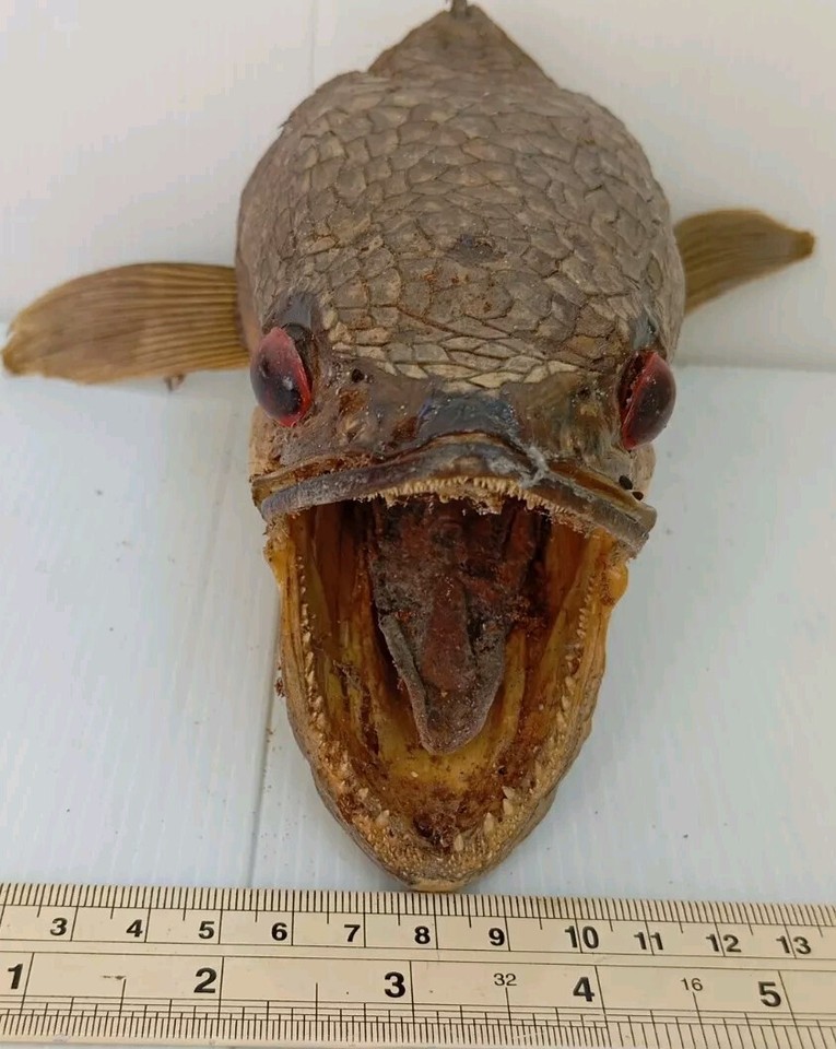Real Genuine Giant Snakehead Fish Skull Taxidermy Mount Tooth Skeleton ...