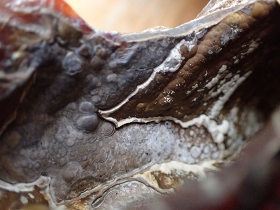 Botryoidal Fossil Coral Geode GA Agate Amber Specimen Collection Marine ...