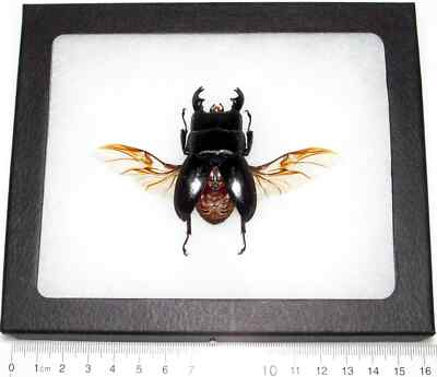 Dorcus alcides stag beetle Indonesia WINGS SPREAD/FRAMED | eBay