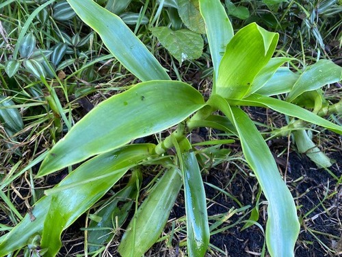 CALLISIA FRAGRANS aka (INCH PLANT/BASKET PLANT/FALSE BROMELIAD/OCTOPUS ...