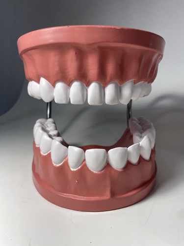 Vtg Large Articulating Dental Display ANATOMICAL MODEL TEETH Mouth ...