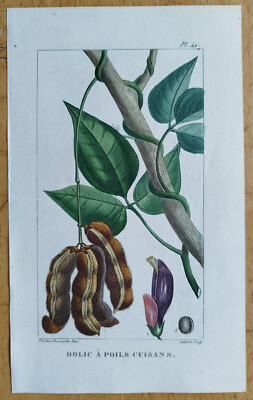Dolic a poils - Botanical Print Descourtilz Caribbean Flore des ...