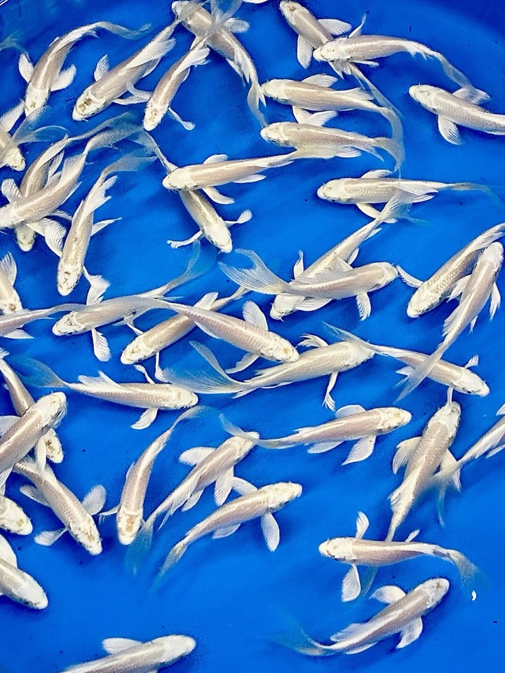 PREMIUM QUALITY 4" - 5" Platinum Ogon Butterfly Fin Live Pond Koi Fish ...