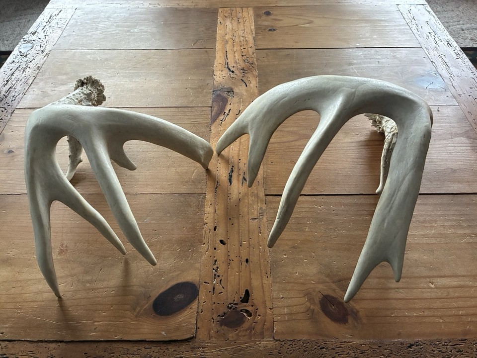 12 Point 134" Whitetail Deer Shed Antlers Sheds Horns Rustic taxidermy ...
