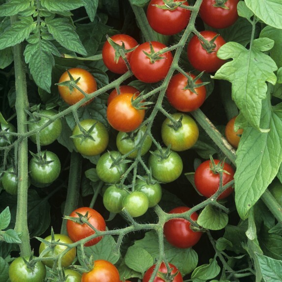 Sweetie Tomato Seeds | Heirloom | Organic | eBay