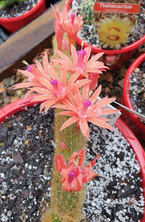 Cacti - Cleistocactus Winteri 'Golden Rat Tail Cactus - Rare Trailing ...