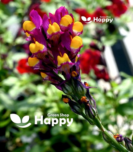 BABY SNAPDRAGON SPANISH DANCER 10 000 SEEDS Linaria reticulata cordoba ...