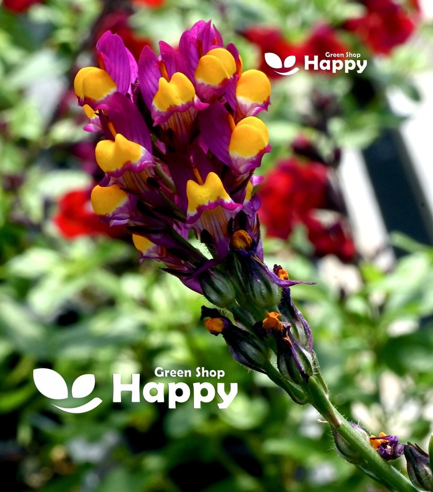 BABY SNAPDRAGON SPANISH DANCER 10 000 SEEDS Linaria reticulata cordoba ...